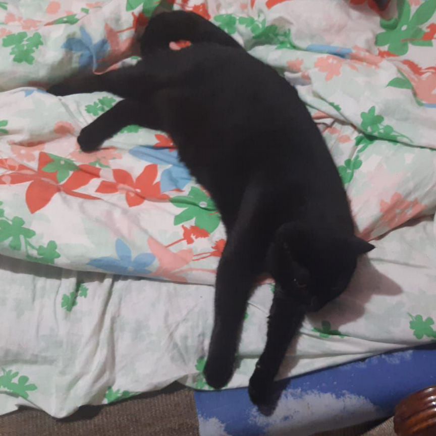 Взрослая, кошка в добрые руки