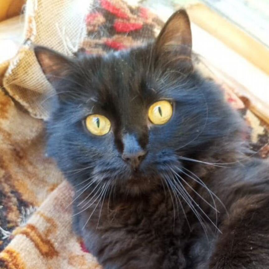 Кошечка стерилизованная в отличные руки