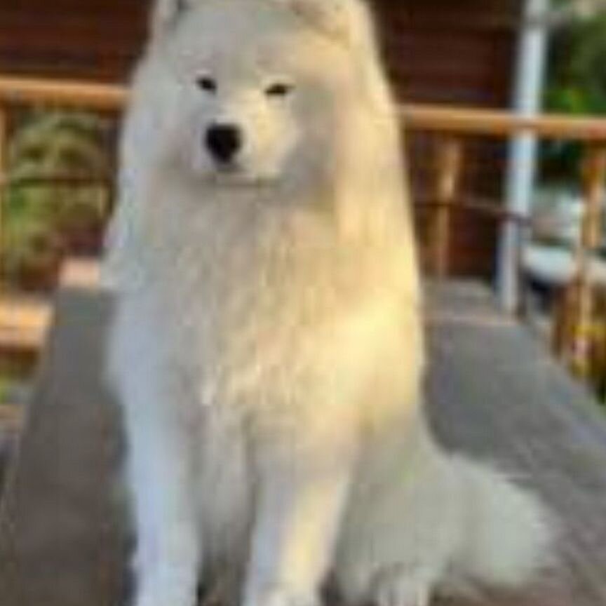 Самоедская лайка