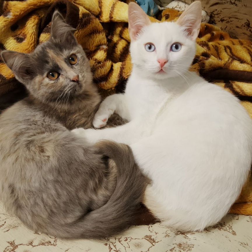 Котёнок в добрые руки