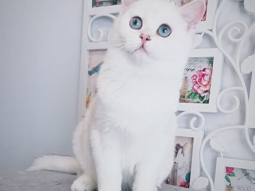 Плюшевый котёнок