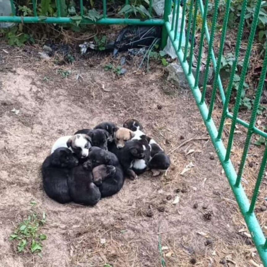 Нужен временный дом щенкам, лежат под дождём