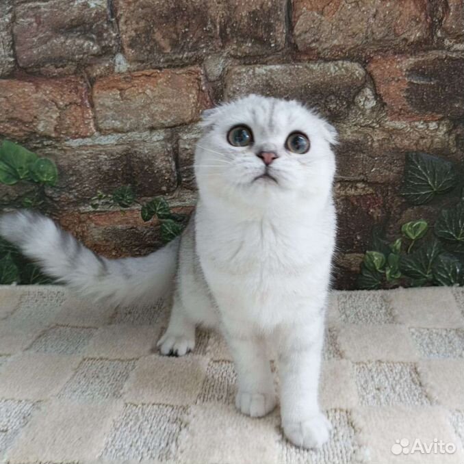 Шотландская девчушка