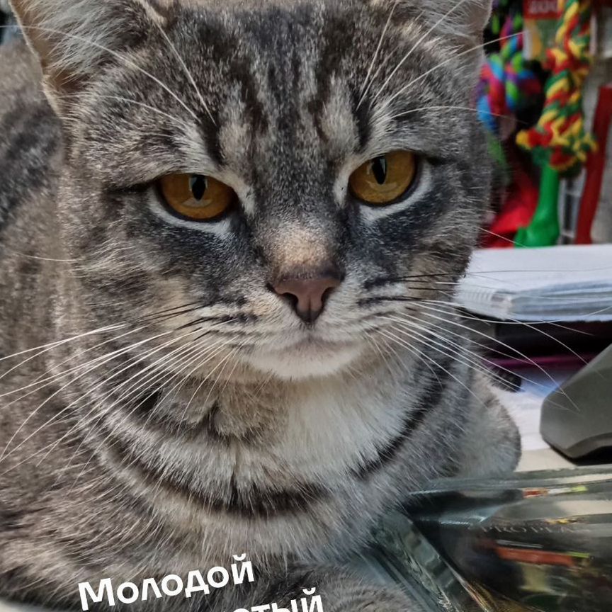 Молодой британец ищет самых добрых родителей