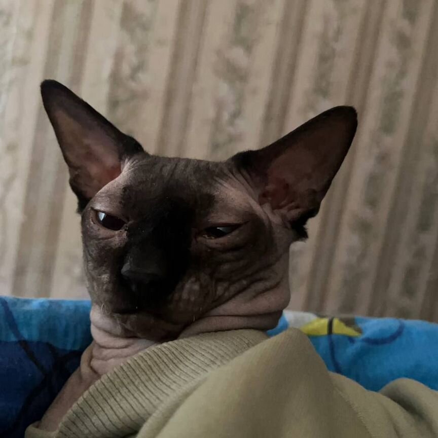 Канадский сфинкс бесплатно