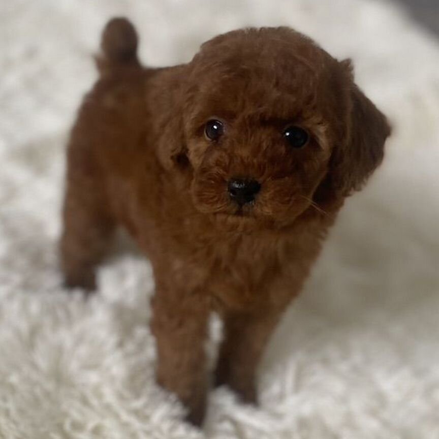 Той-пудель, щенок