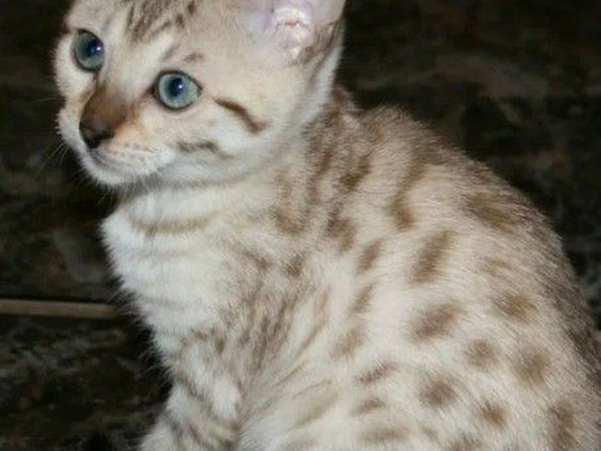 Снежная малышка