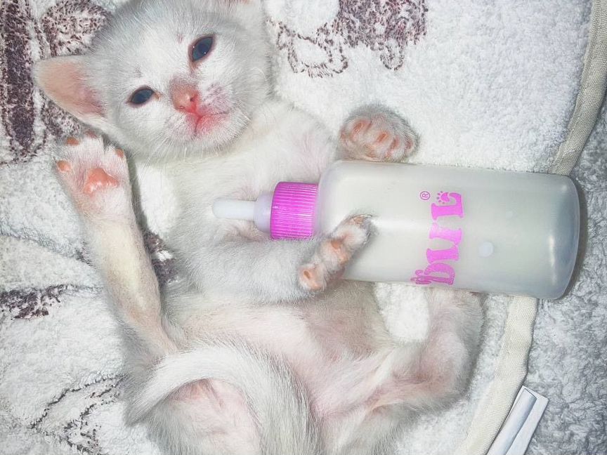 Котята турецкой ангоры