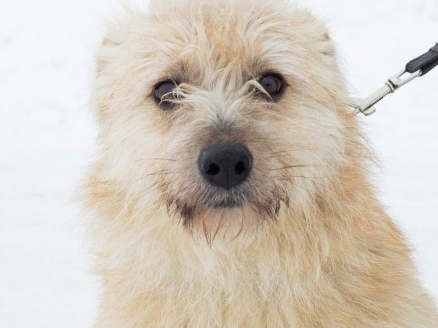 Собака друг человека