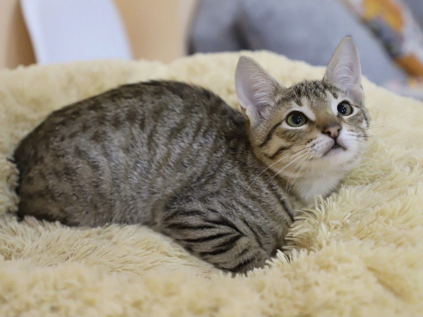 Спасенный котенок мальчик в добрые руки