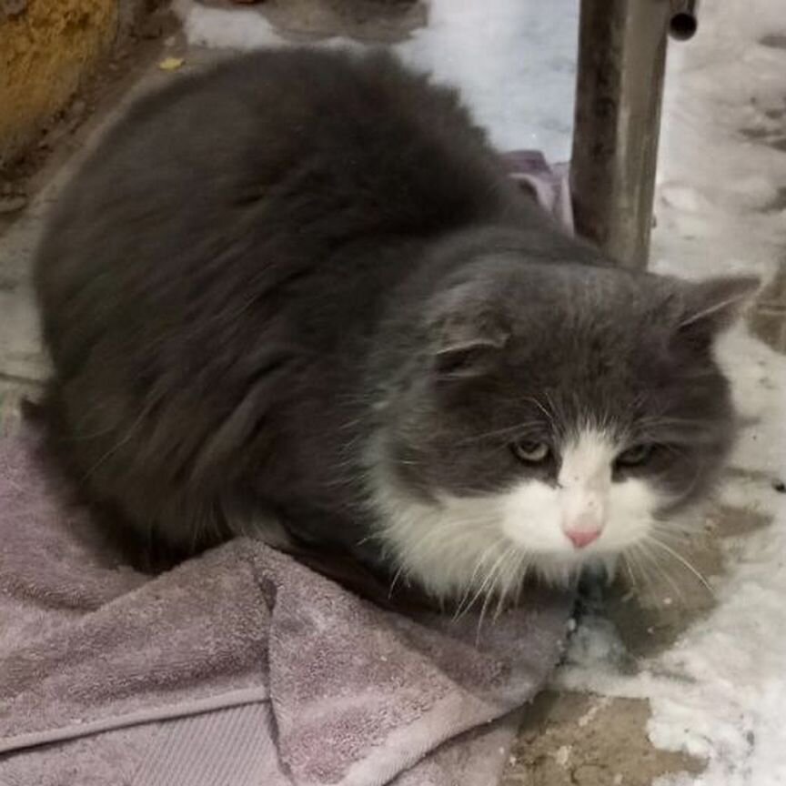 Котика бросили около магазина