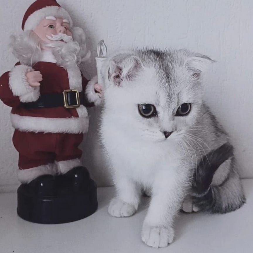 Шотландский котёнок