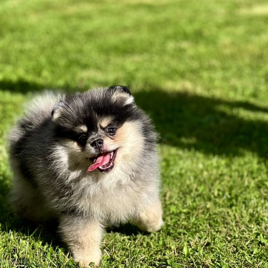 Девочка хаски-окраса и мерле