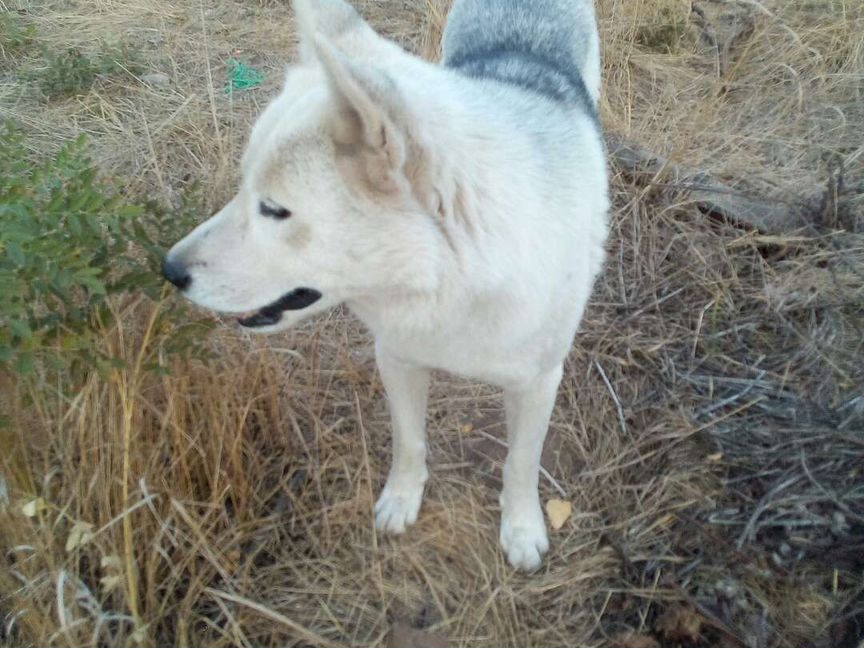 Хаски, кобель молодой в добрые руки