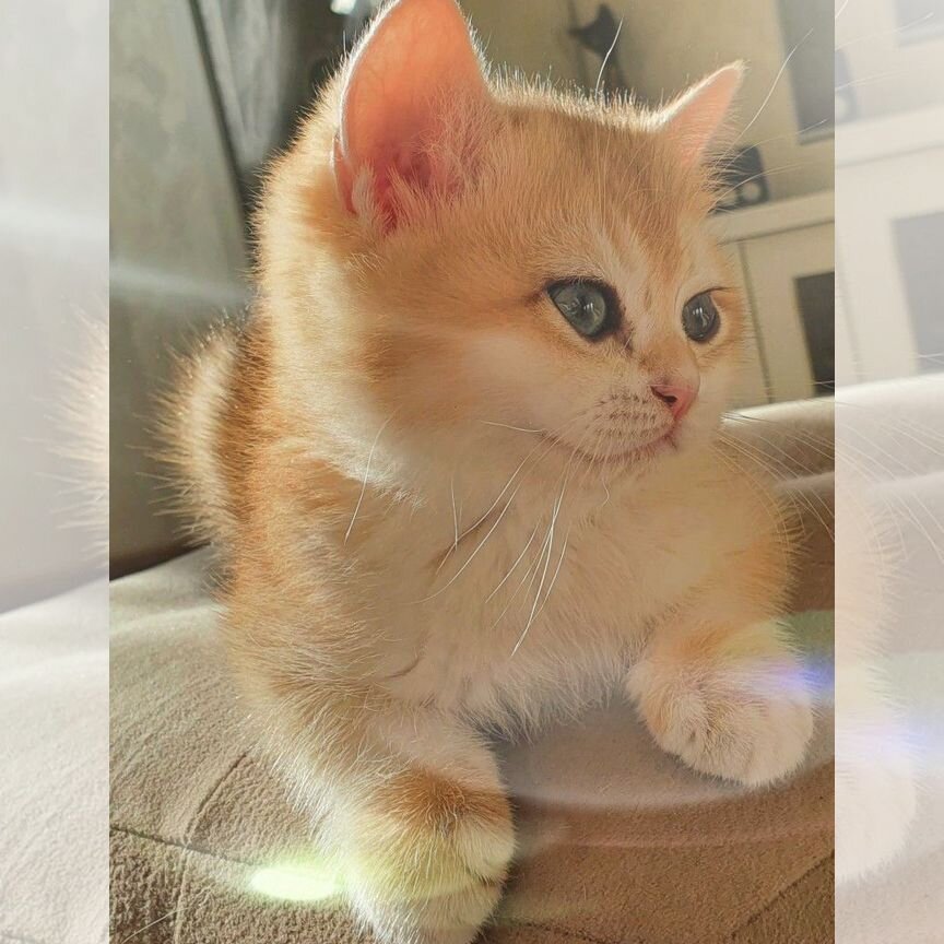Золотая шиншилла котенок мальчик