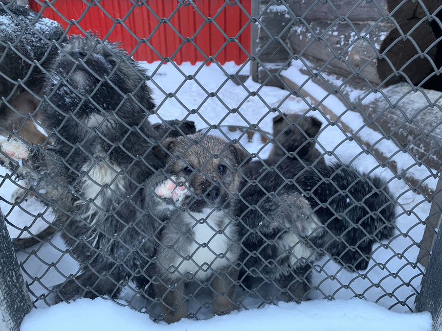 Щенки в добрые руки