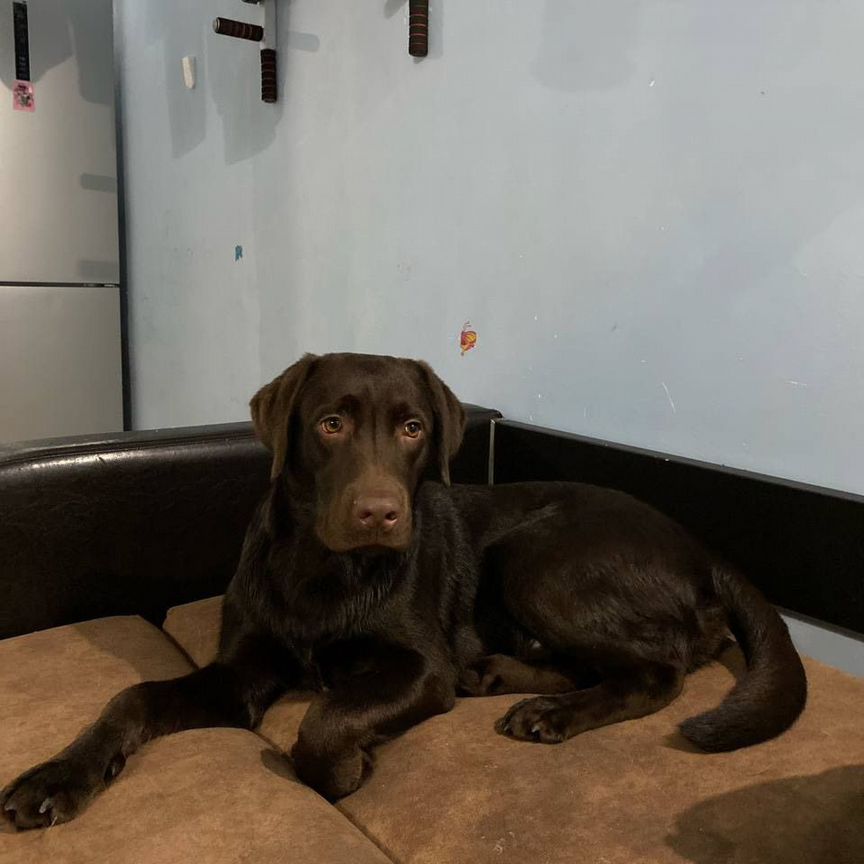 Отдам в хорошие руки лабрадора