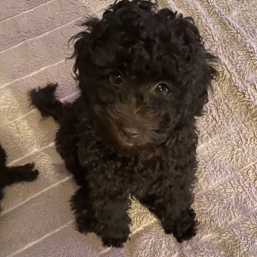 Той-пудель, щенок