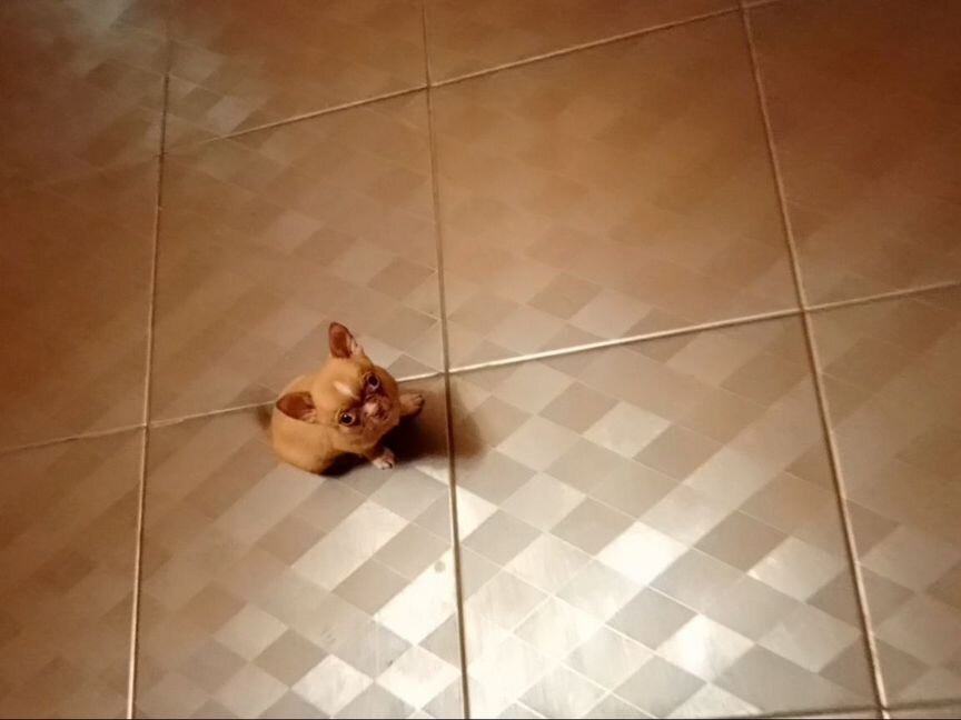 Щенок чихуахуа мини