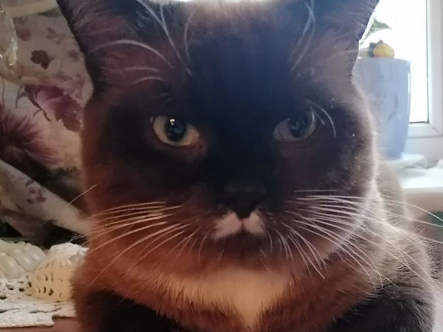 Кот для вязки