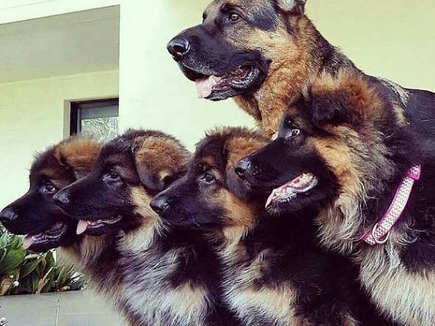 Щенки прекрасных немецких овчарок