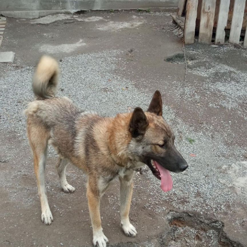 Лайка отдам