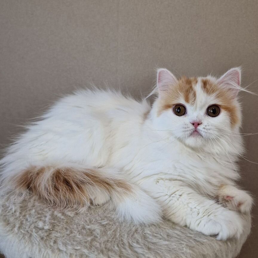 Мальчик шотландский