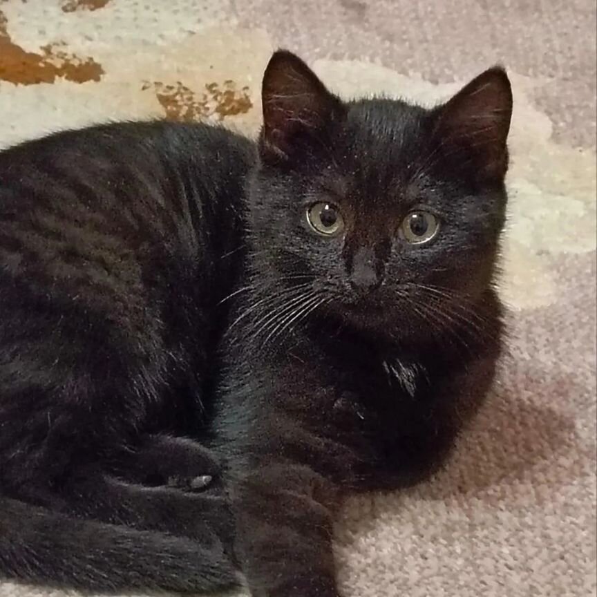 Котенок в добрые руки