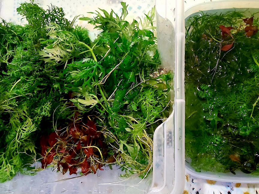 Аквариумная прополка