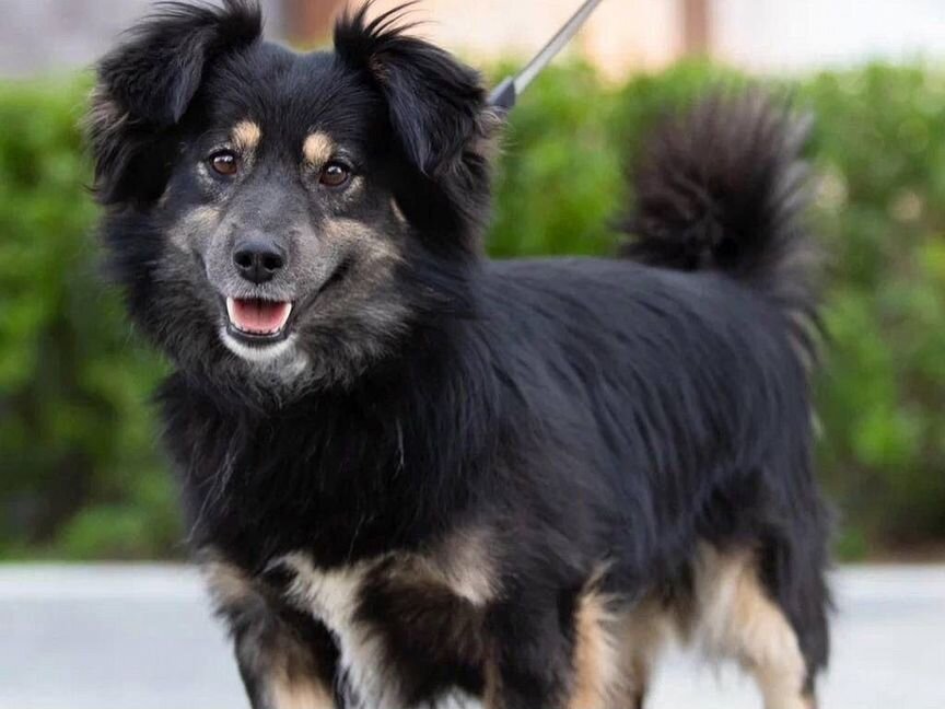 Маленький симпатяга Томас ждет хозяев