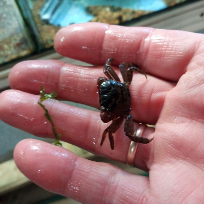 Мангровые крабики