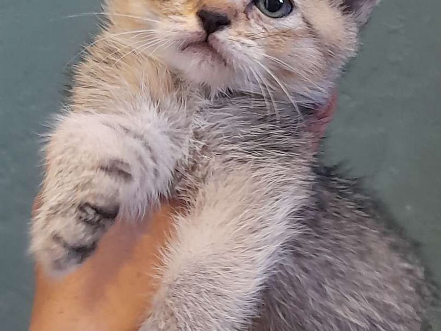 Котята от шиншилы