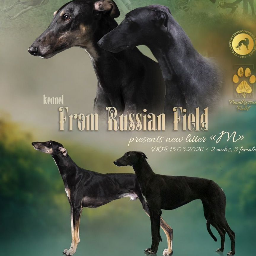 Хортая борзая, щенок