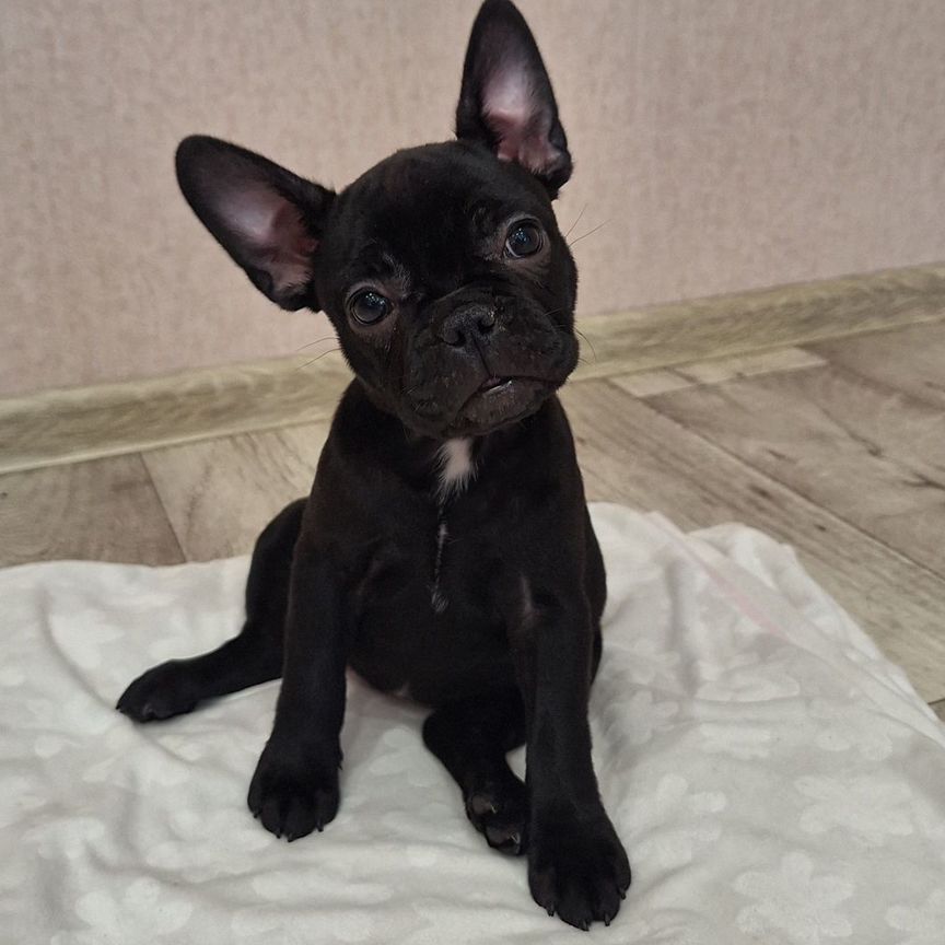 Французский бульдог, щенок