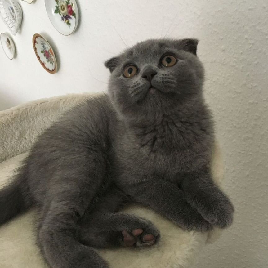 Щотландские котята