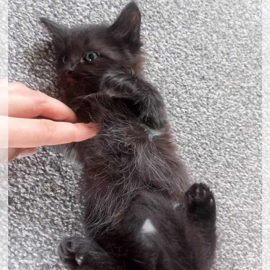 Котята в добрые руки бесплатно