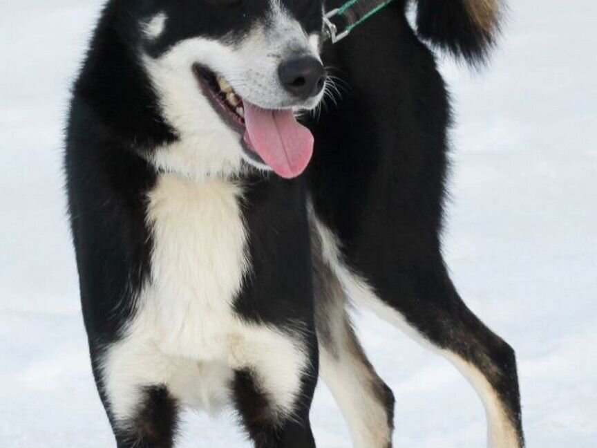 Сибирский хаски
