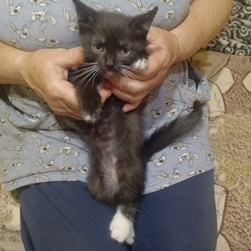 Котёнок в добрые руки