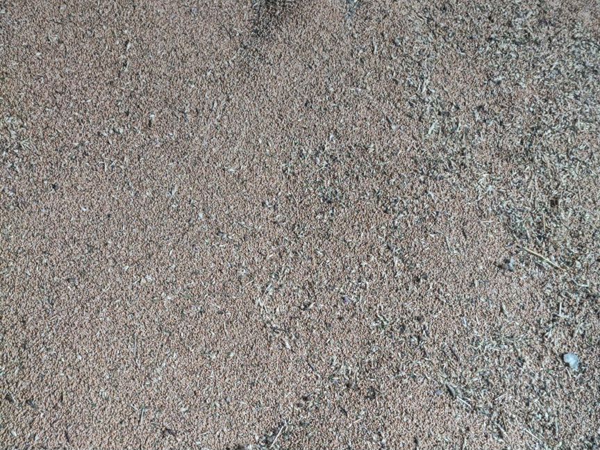 Озимая пшеница, горчица, семечки