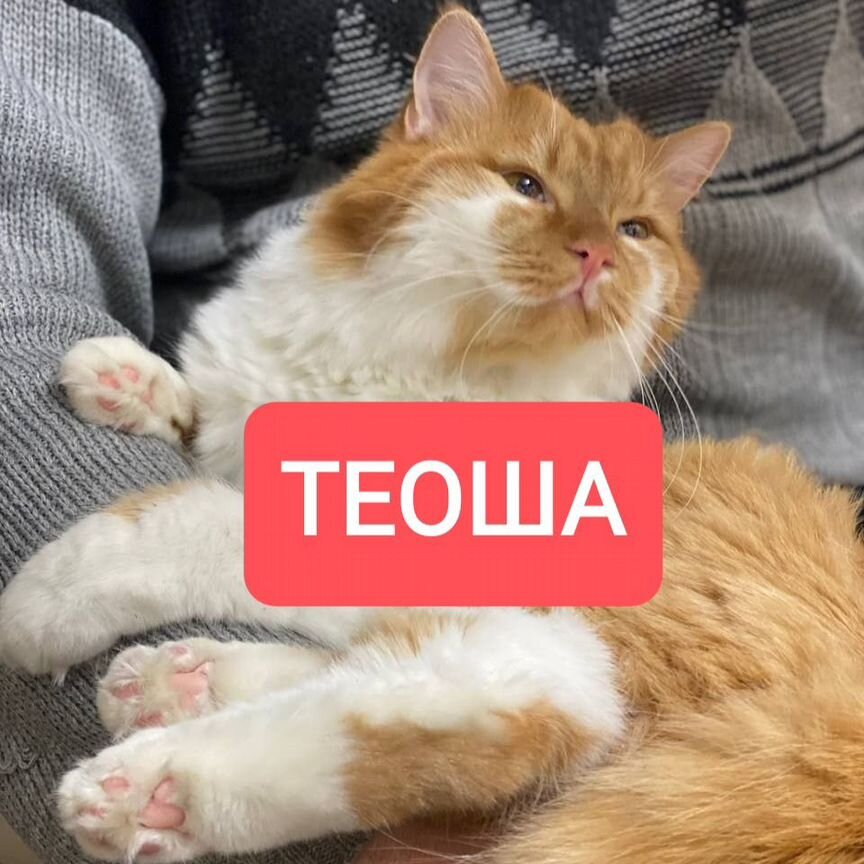 Взрослый кот в добрые руки