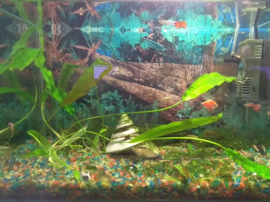 Криптокорина