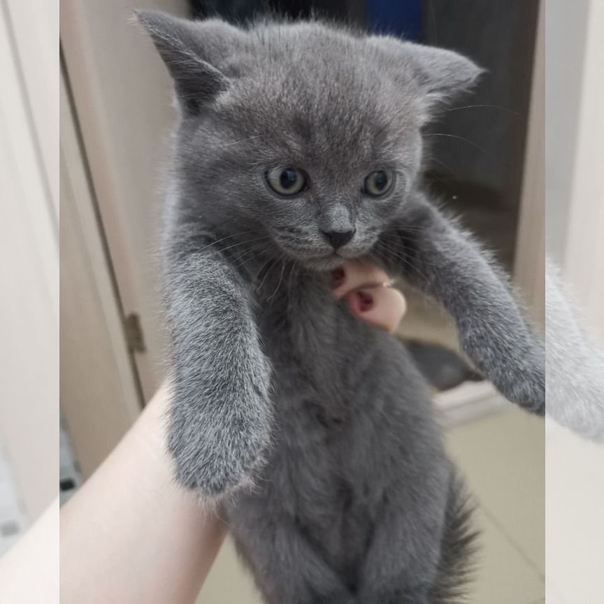 Британский короткошёрстный котёнок