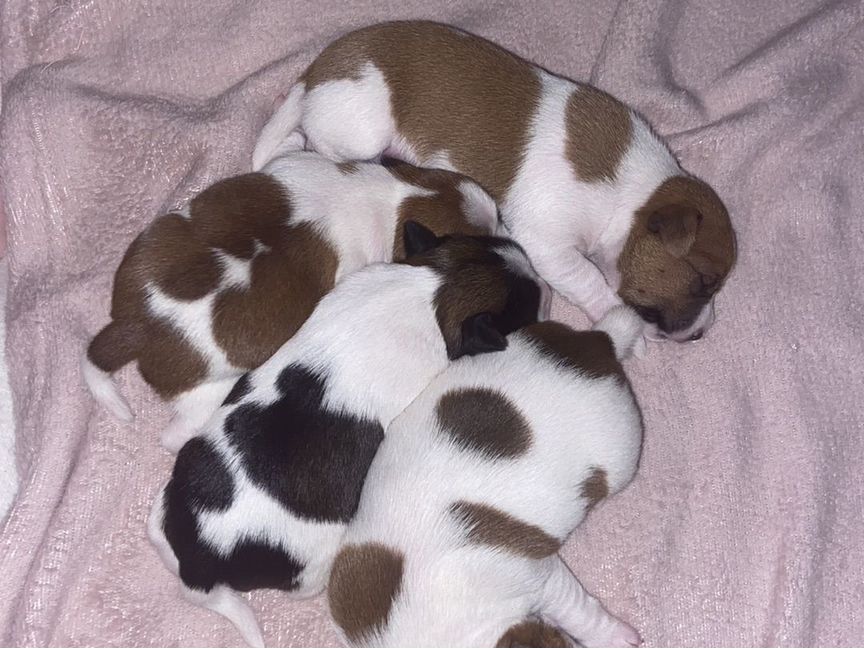 Джек Рассел терьер