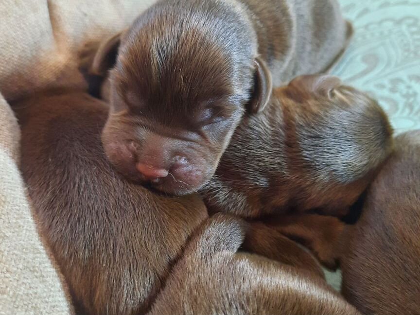 Шоколадные лабрадоры