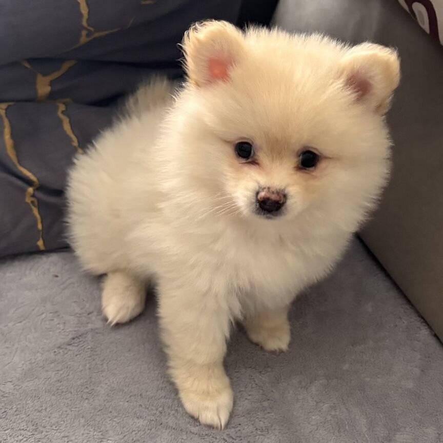 Померанский шпиц, щенок