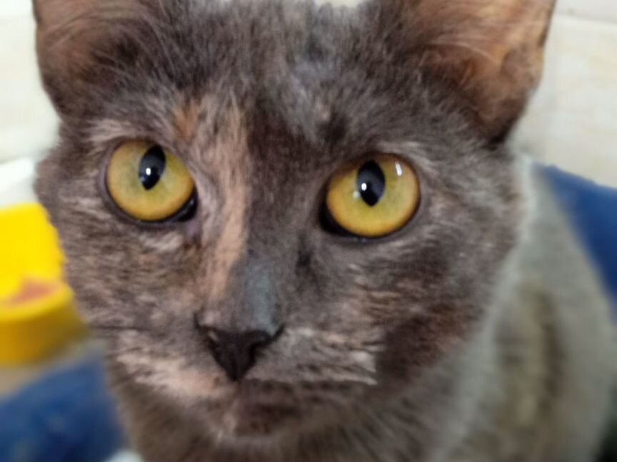 Голубо-кремовая кошечка 1 год