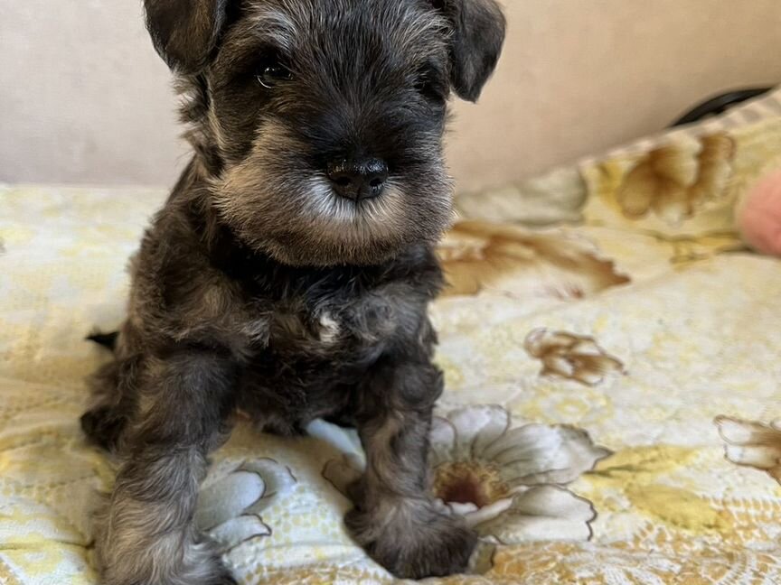 Щенок цвергшнауцера