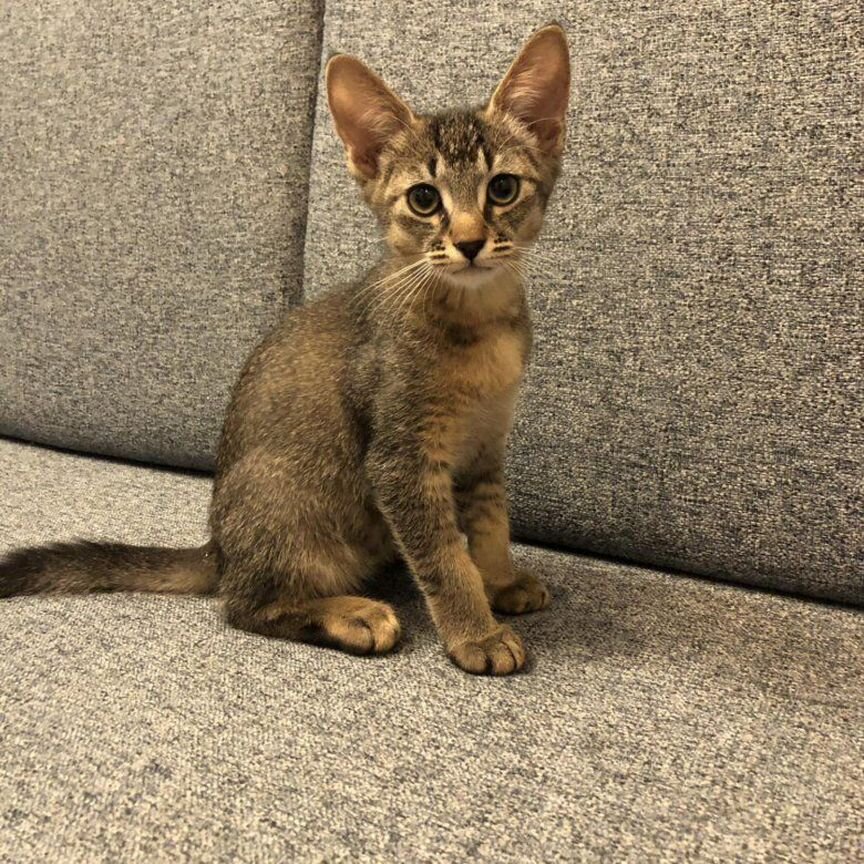 Абиссинский котёнок