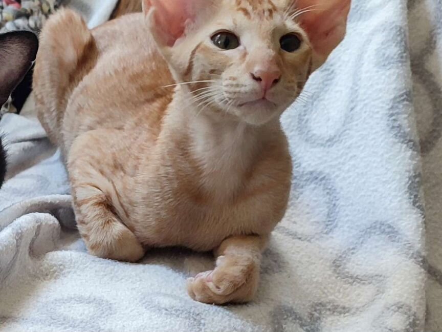 Рыжий Говорун 3 месяца, документы мфа