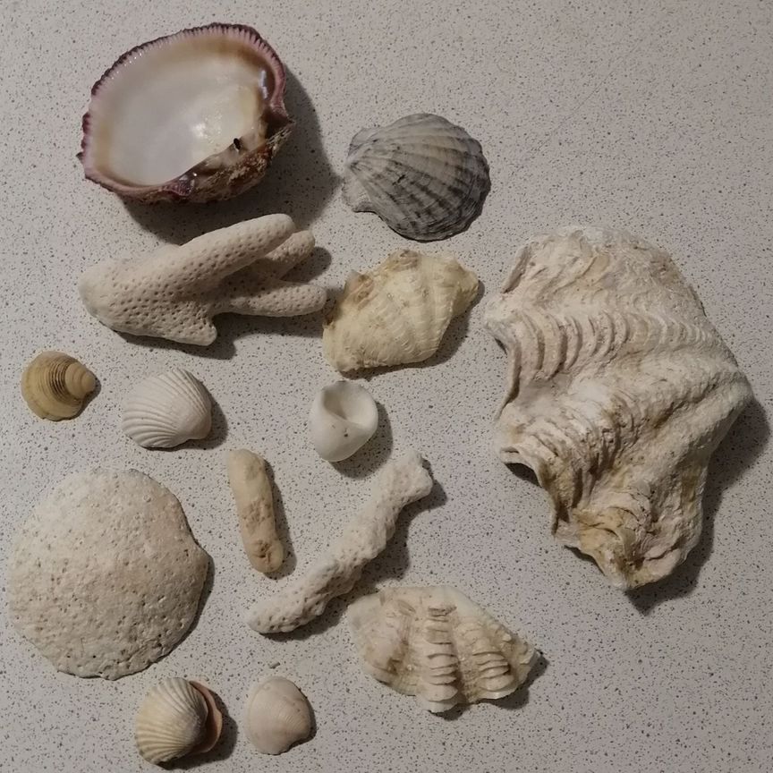 Ракушки морские